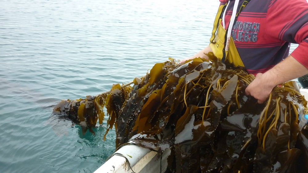 The Islander Kelp Story | Producer Spotlight | TheTaste.ie