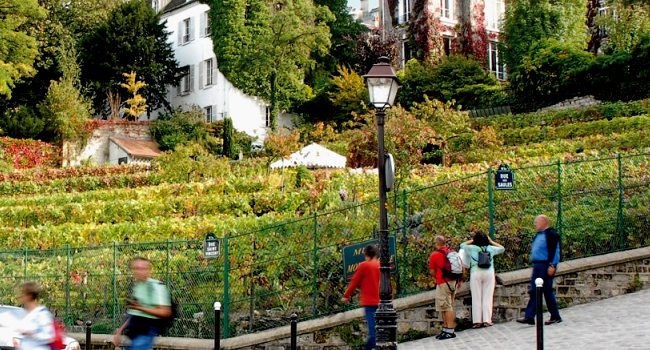 Vines and the City: Urban Vineyards are a Growing Trend | TheTaste.ie